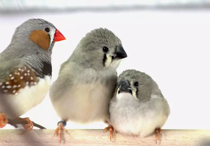 A contaminación acústica interfire con polluelos para aprender cancións