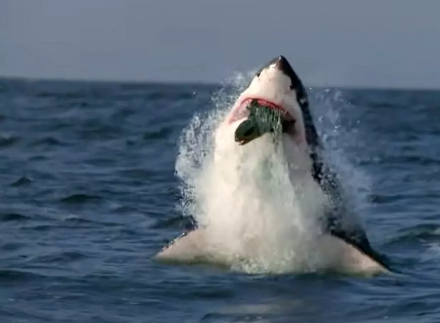 Ак акула диңгез мәчесендә эффектив аутлар: видео