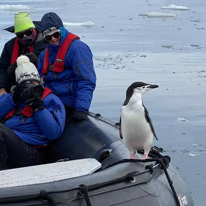 penguin Bold melompat ke perahu untuk wisatawan: Video