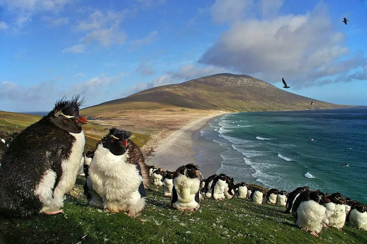 Penguins MINEFelds: Yhdistyneen kuningaskunnan kokemus