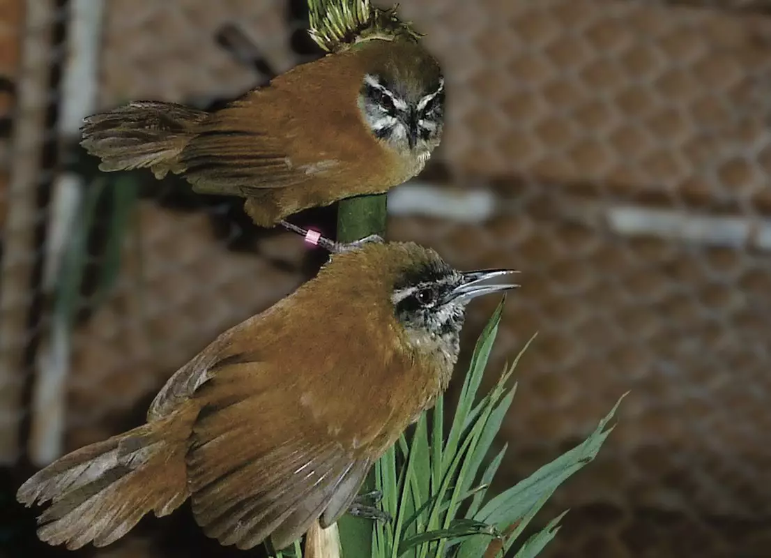 Birds-Elends zeigten das Geheimnis der idealen Beziehung