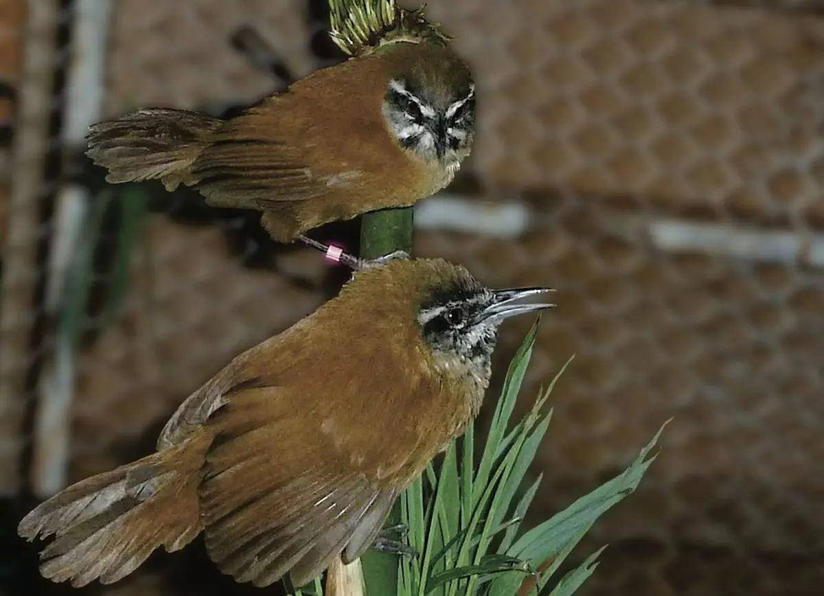Duetting-songbirds-nut.jpg
