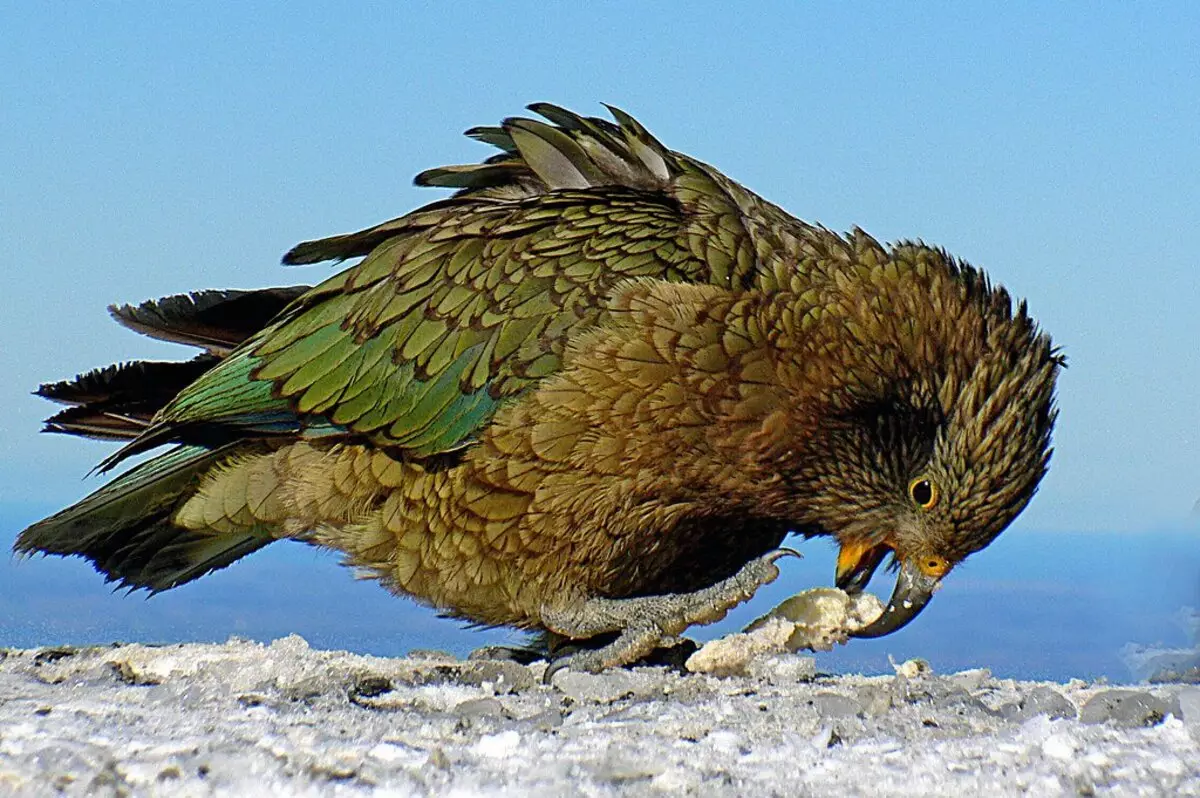 新西兰鹦鹉开始住在山上以避免人们