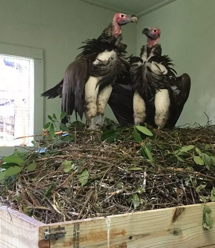為什麼禿鷹兩個月的雞蛋坐著