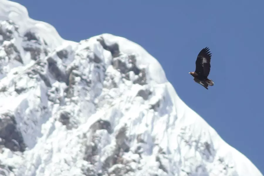 Golden_eagle_from_singba_rhododendron_sanctuary_in_north_sikkim_inth_02042019.jpg