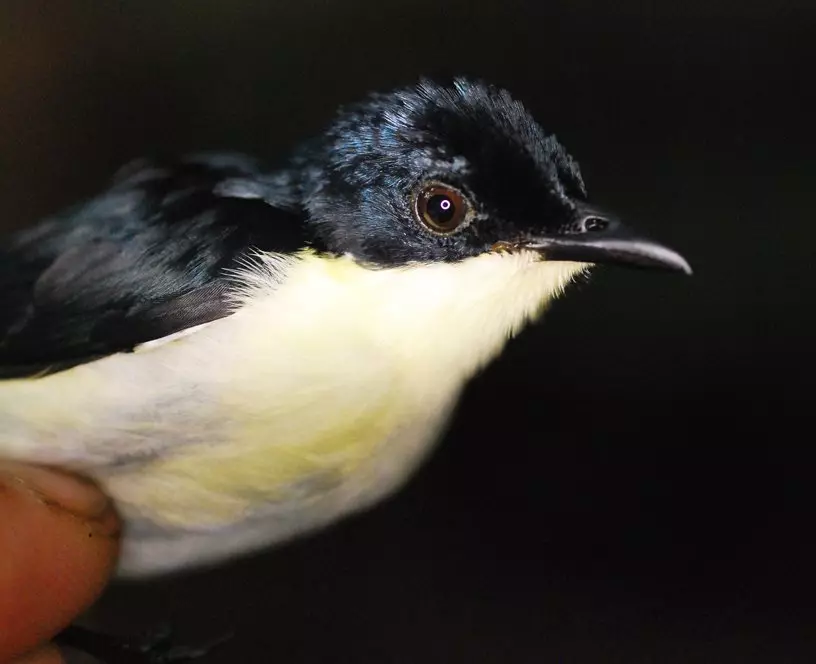 Fruta de cetim: Novas espécies de aves, abertas em Nova Guiné