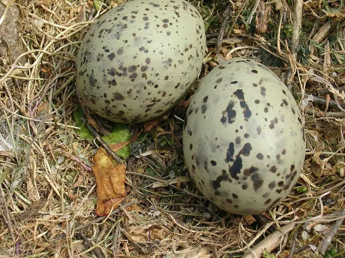 У складі яєць чайок знайдений «коктейль» з пластикових добавок