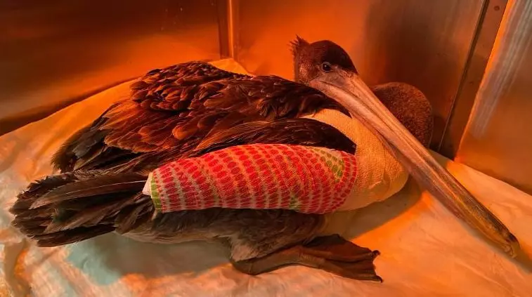 Ինչ-որ մեկը տեւեց երեք տասնյակ pelican, Կալիֆոռնիայի ափին