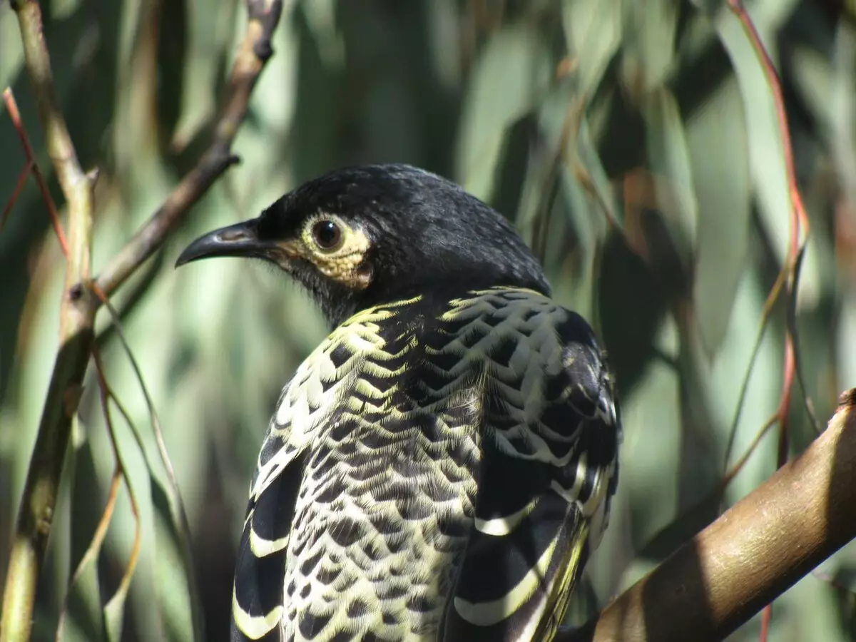 Вокалите за пернат: Орнитолозите ги учат птиците што пеат брачни песни