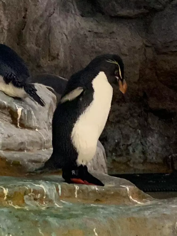 Pinguin in den Schuhen: Wie kümmert sich in der Zoo für die gefallenen Vögel