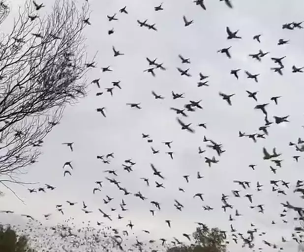 Tausende von wellenförmigen Papageien fliegen ideales Gebäude über dem australischen Feld: Faszinierendes Video