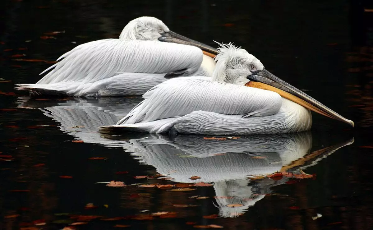Fuair ​​40 pelicans sa réigiún tyumen bás ó fhliú éan