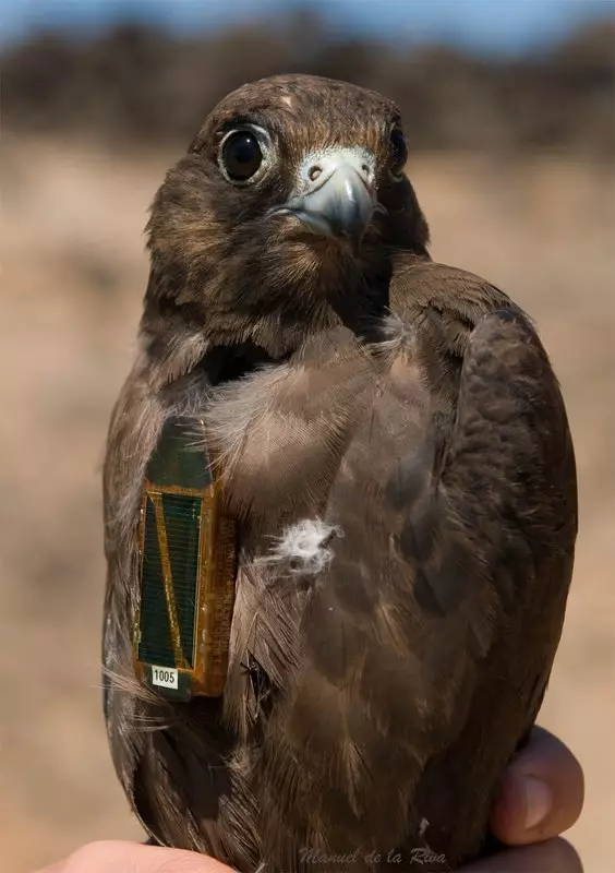 لماذا falcones يطير تعرجات: دراسة جديدة