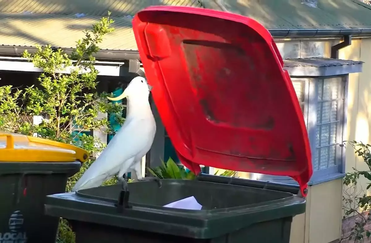 Cockada uczy się nawzajem, aby kradzież śmieci: wideo