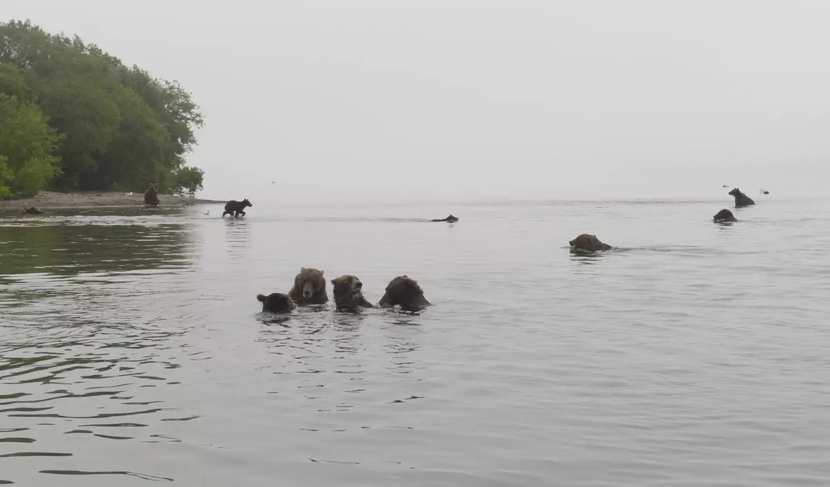 Курил езеро: един ден от живота с мечки