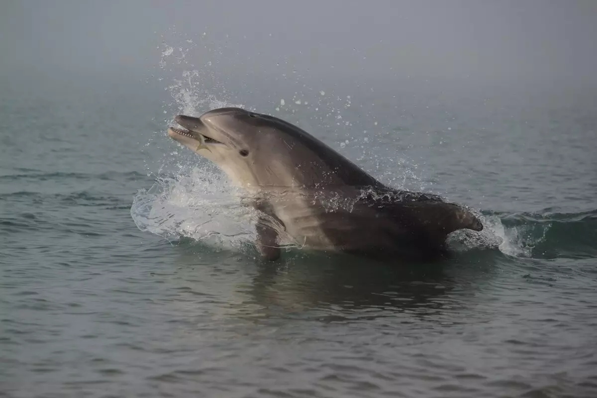 Ang mga ritwal ng kasal ng mga isla ng Solomon ay humantong sa pagpuksa ng mga dolphin