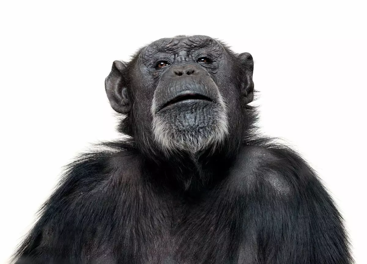 Žena šimpanzy môžu mať sex pre jedlo