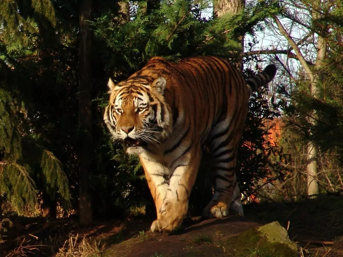 Tiger Amur alipigana na Timur ya mbuzi