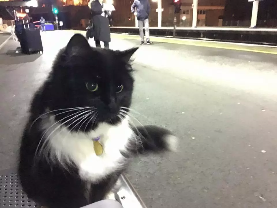 Cat Controller jobber på stasjonen i Storbritannia