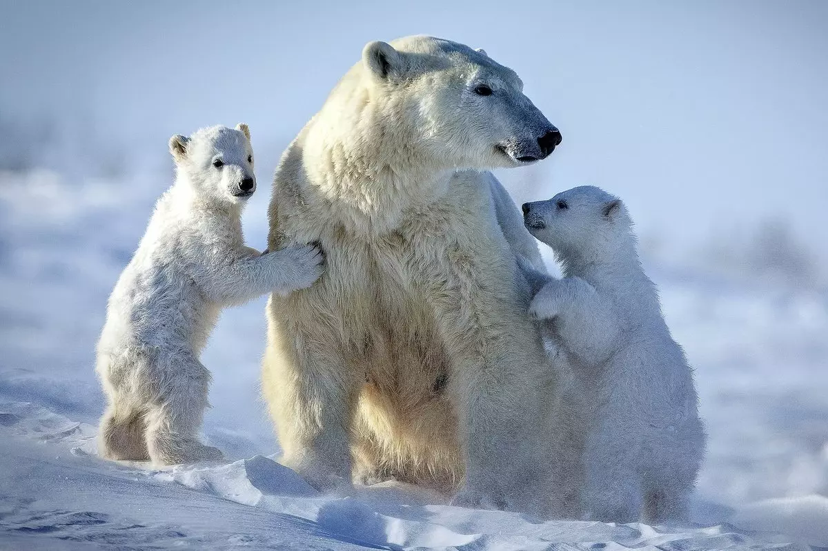El oso polar atrapado y comió un oso: video