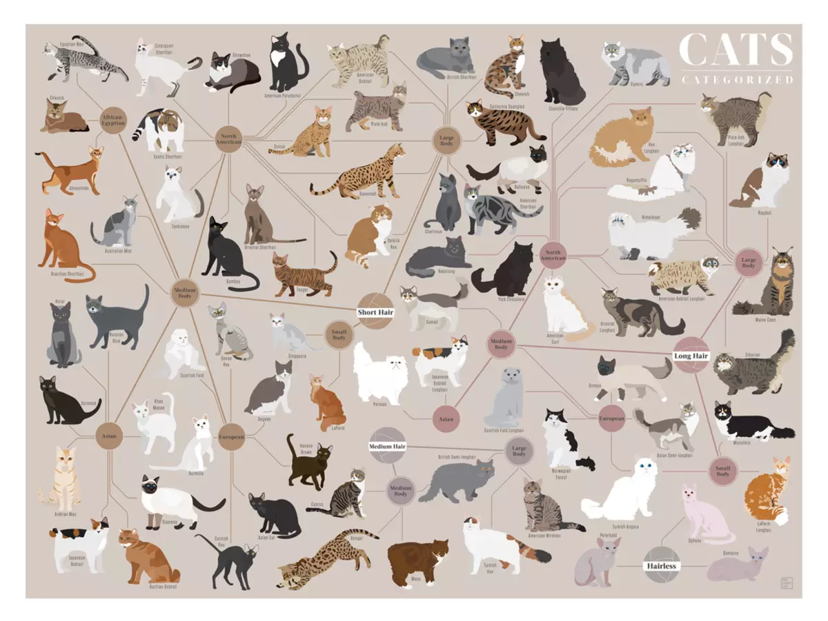 Todas las razas de gatos populares en una infografía.