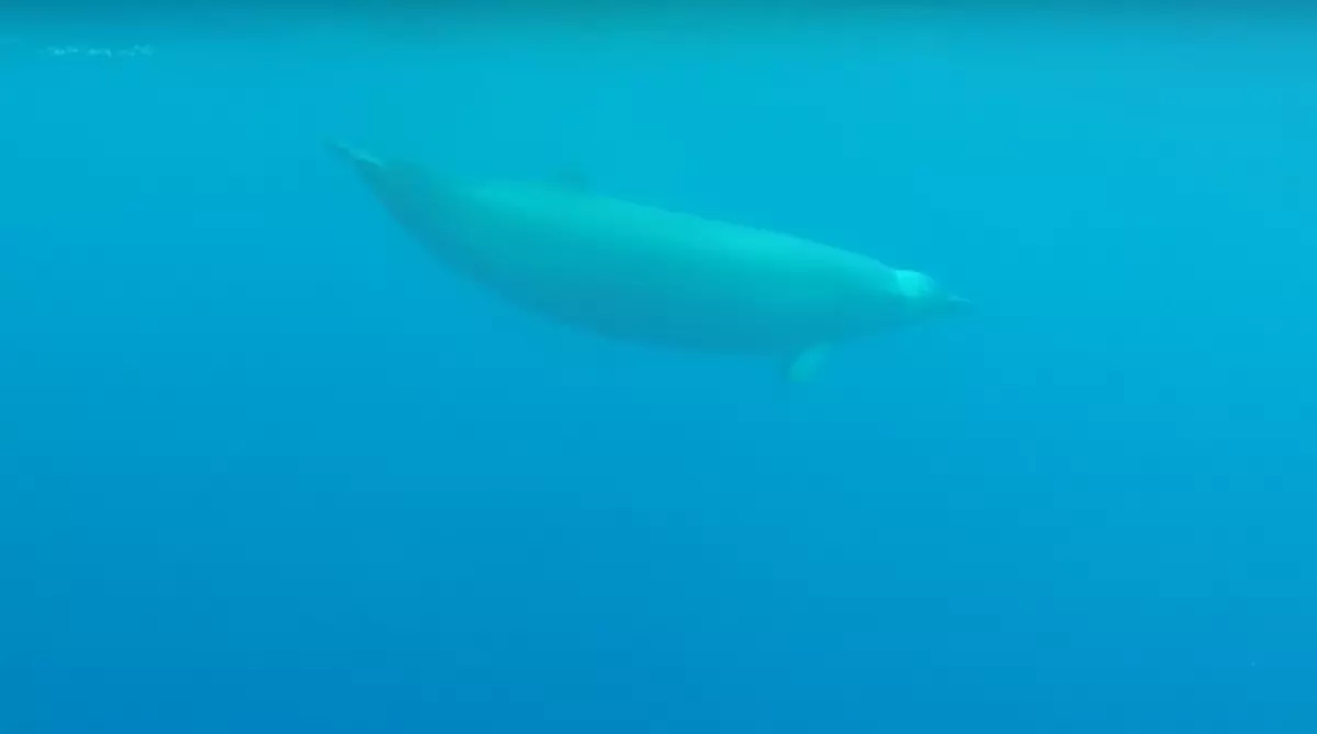 罕見的牙鯨首次拍攝視頻