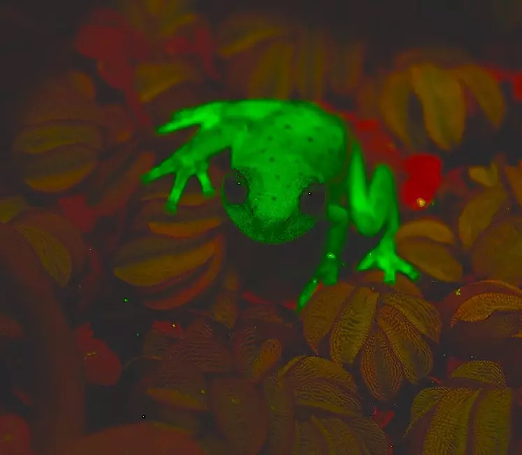 Amazon's daughter: Why does a frog glow?