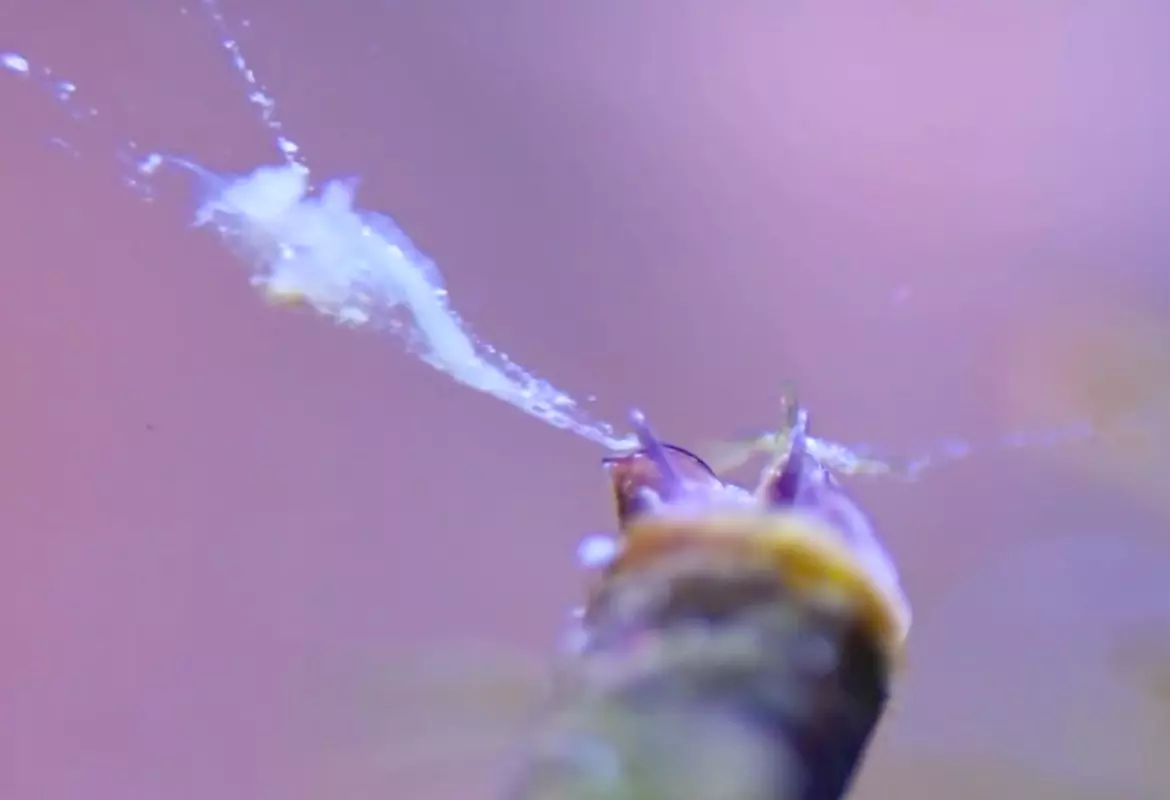 Kaip moliuskų pynimas "pouthene": vaizdo įrašas