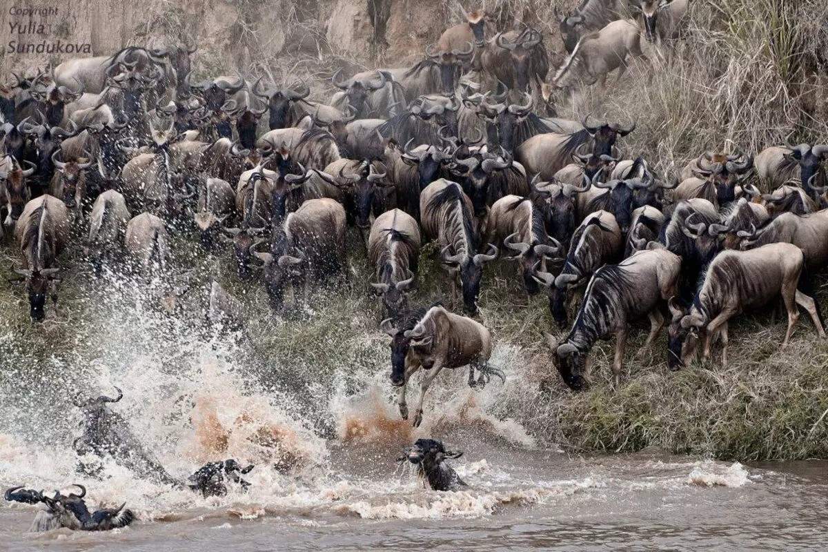 Kemiklerde Nehir: Antilopların ölümden sonra düştüğü yer