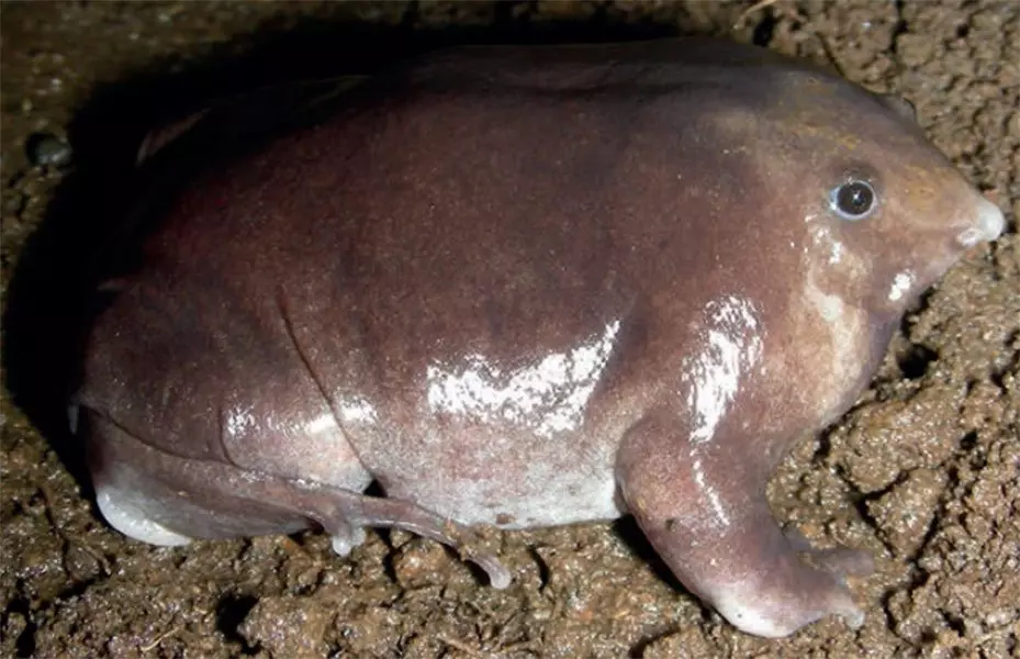 Jak wygląda podziemna żaba świniowa: wideo