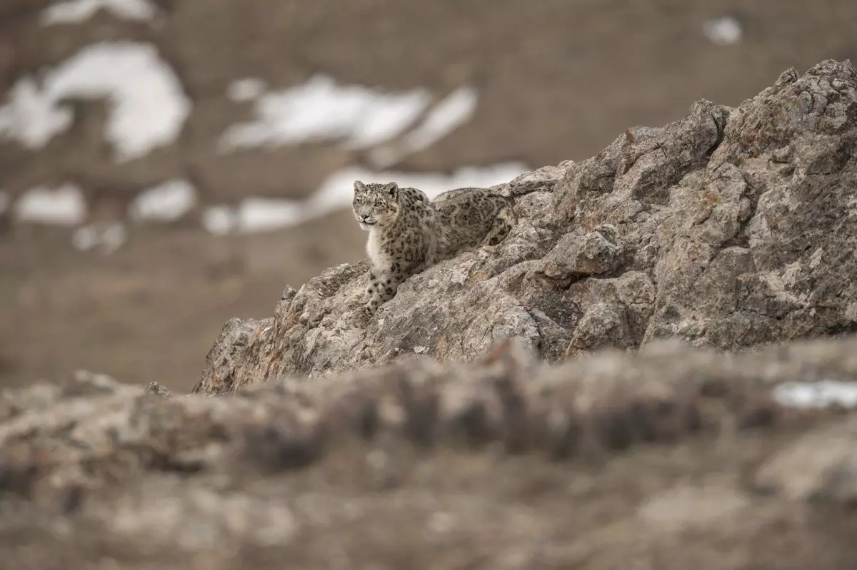 Lensan Mucoon كامىرا بىلەن Snow Leopard