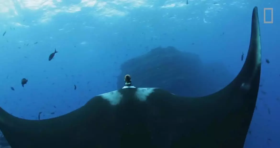什麼看到了巨型海洋魔鬼：視頻