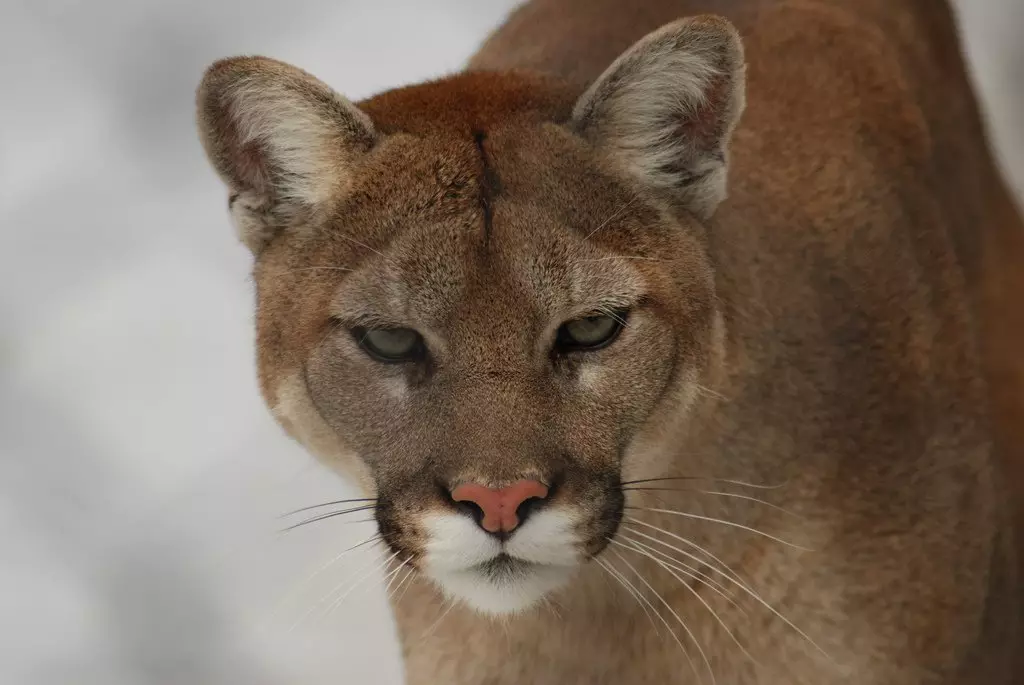 Vzhodna Puma je uradno priznana z izumrjem