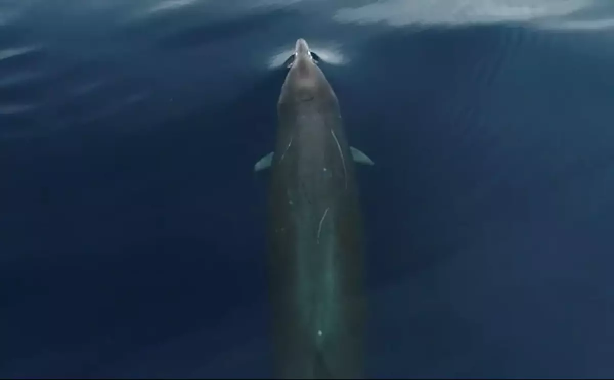 Ritka bálnák első lövés a drone: videó