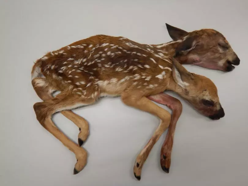 Deer mbili au-kijani: Phenomenon kutoka Marekani