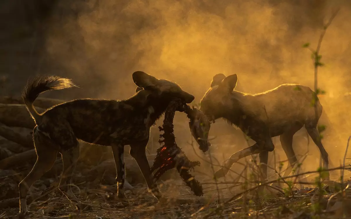 "Os lobos pintados" comezaron a cazar babuinos: fotos raras