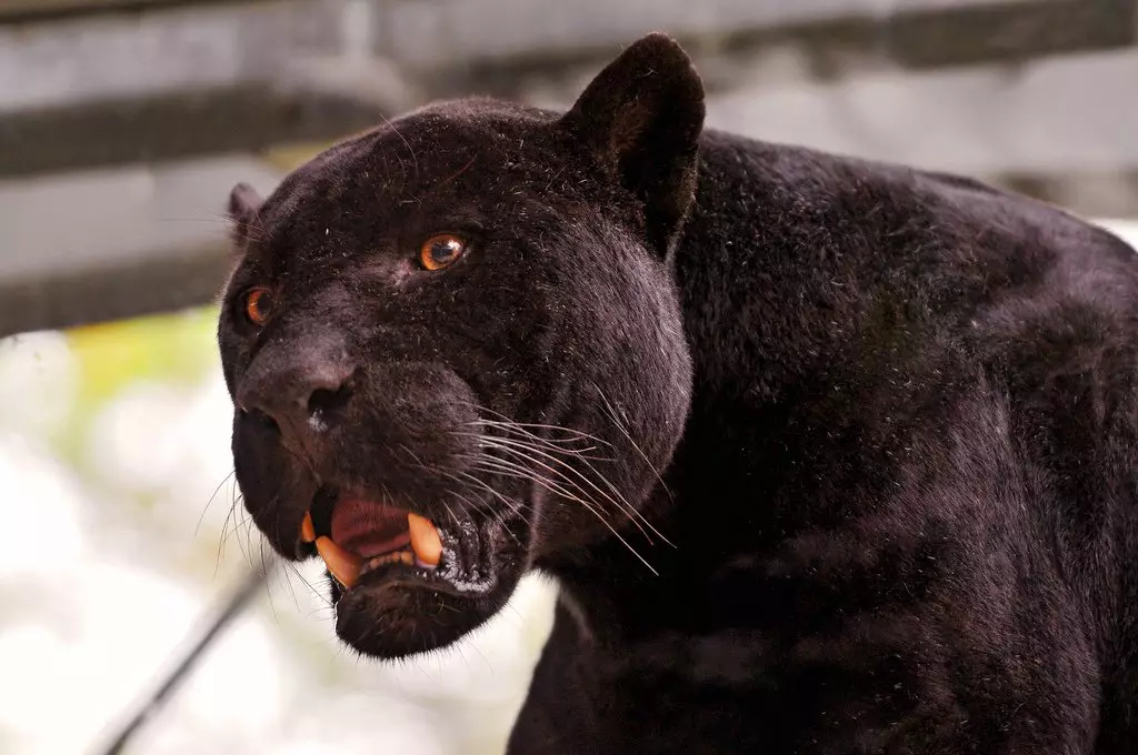 Zoologijos sode Jaguaras užpuolė moterį, kuri pakilo per tvorą už selfi