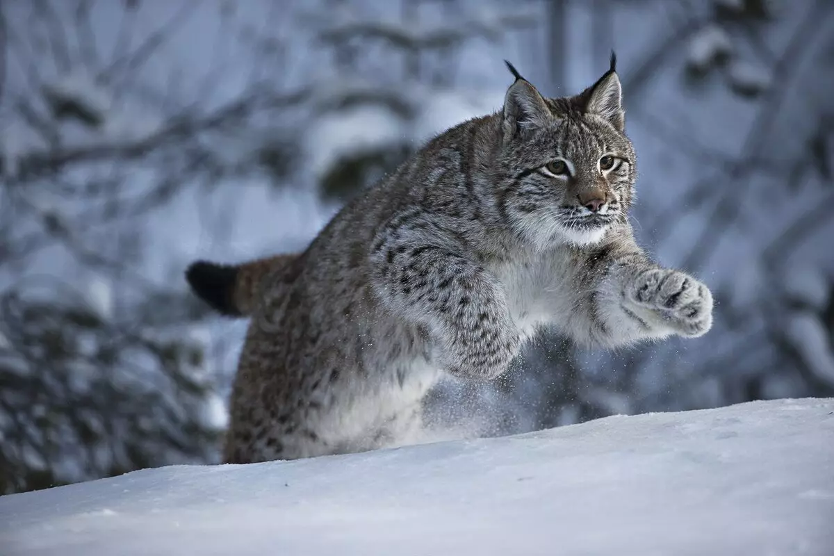 Dans la réserve de Voronej est remarqué par Lynx. Pour la première fois dans l'histoire!