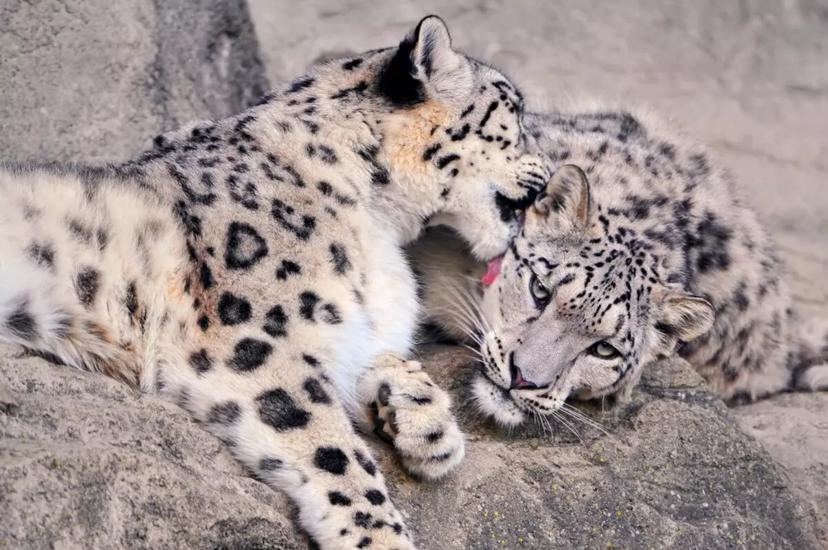 Delikate sne leoparder falder i søvn: video
