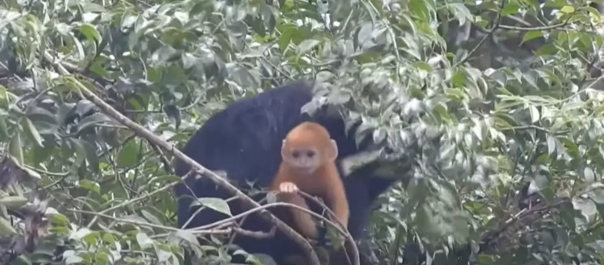 Chinese white-headed Langurov appeared "golden" young: video