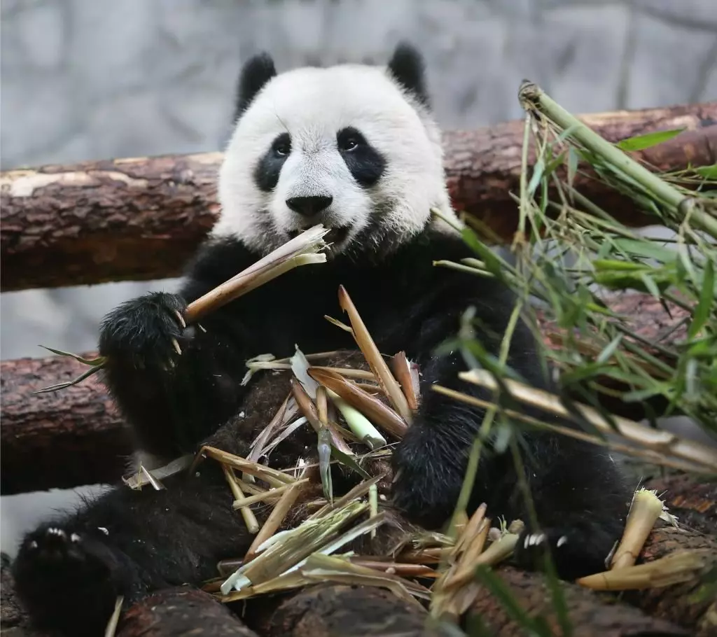 Dua Pandas gedé netep di Zoo Moscow salami 15 taun