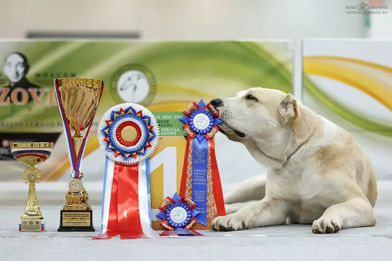 Paws, ears and tails - first-class beauty! How was the worldwide exhibition of dogs of Russian breeds