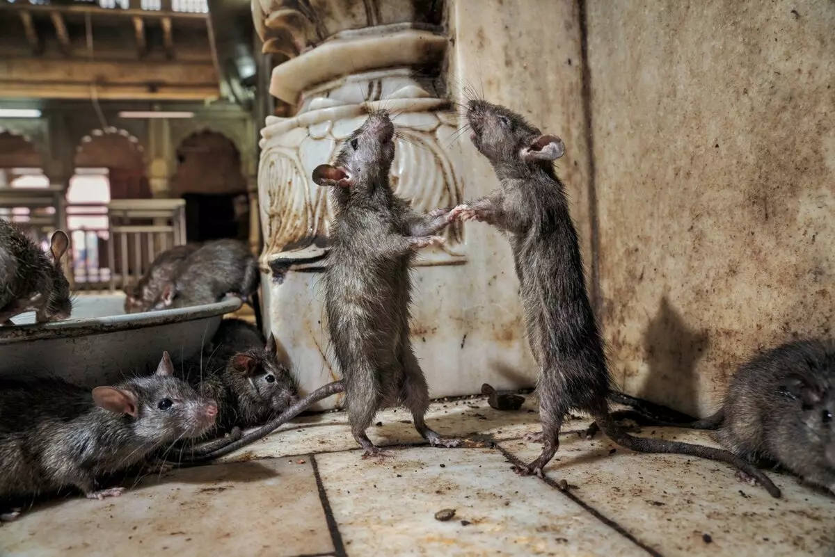 Ratten: De wichtichste ynwenners fan ús stêden
