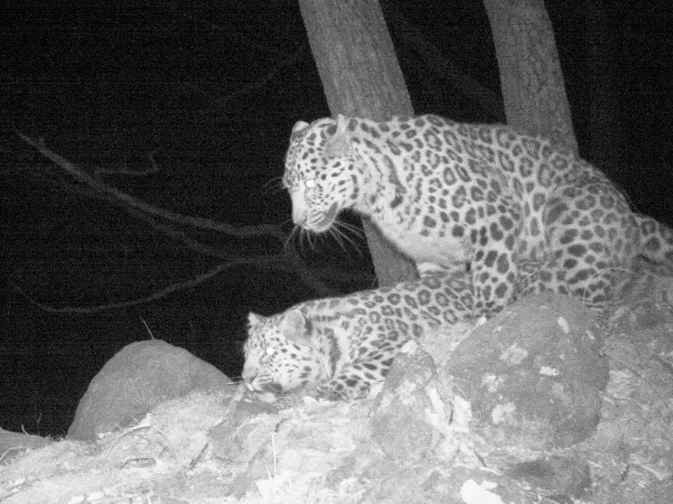 Leopard Noite do Casamento: Foto rara