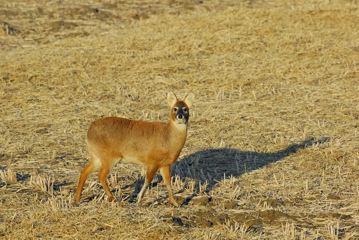Вода и fangy: Нов вид елен се появи в Приморие