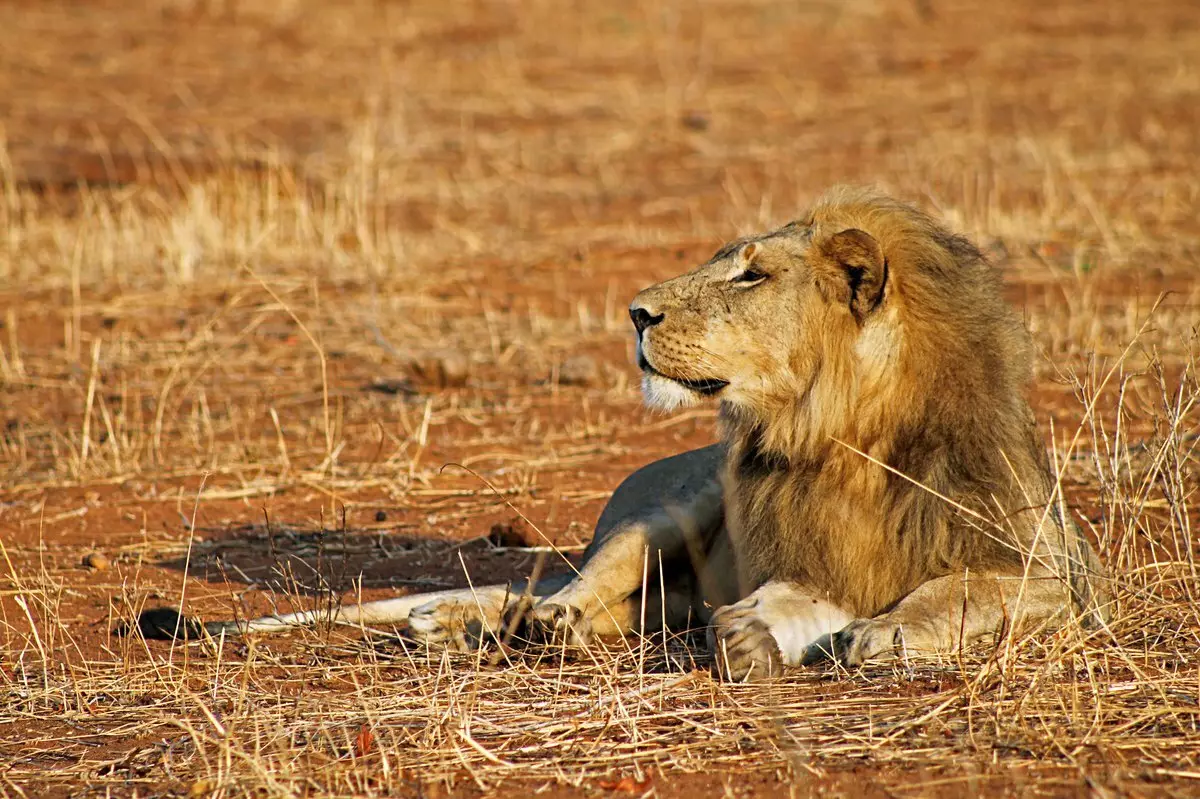 สิงโตหายไปกับ 95% ของช่วงประวัติศาสตร์ในแอฟริกา