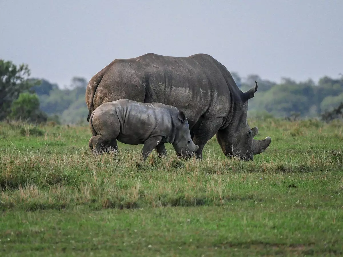 Mužjaci sjevernog bijelog nosorog ne ostaju u prirodi. Ali se vrste pojavile priliku