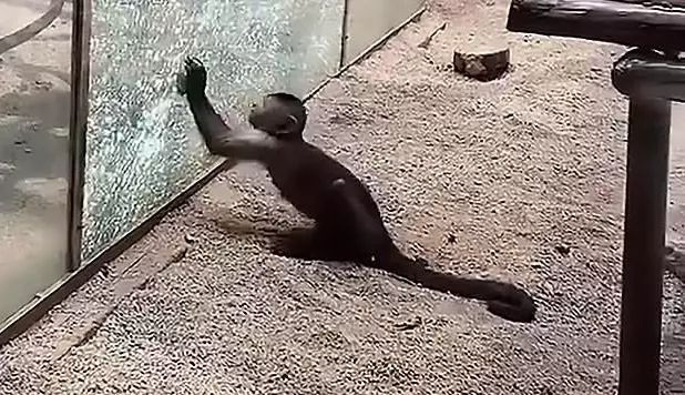 Capuchin nyuwil kaca ing kebon binatang