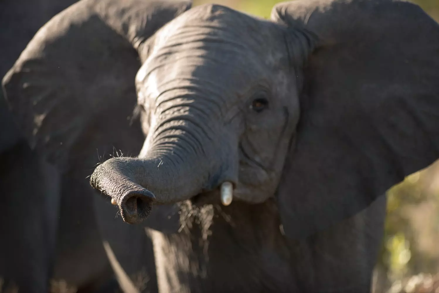 Laukiniai Afrikos drambliai buvo uždrausti parduoti (bet su rezervacija)