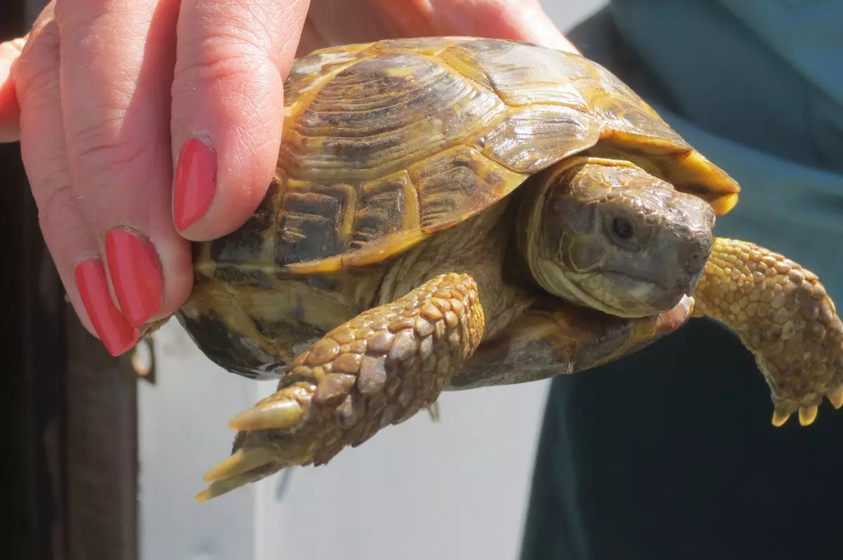 Schmuggel im Kohl: wie 4.100 seltenen Schildkröten gerettet